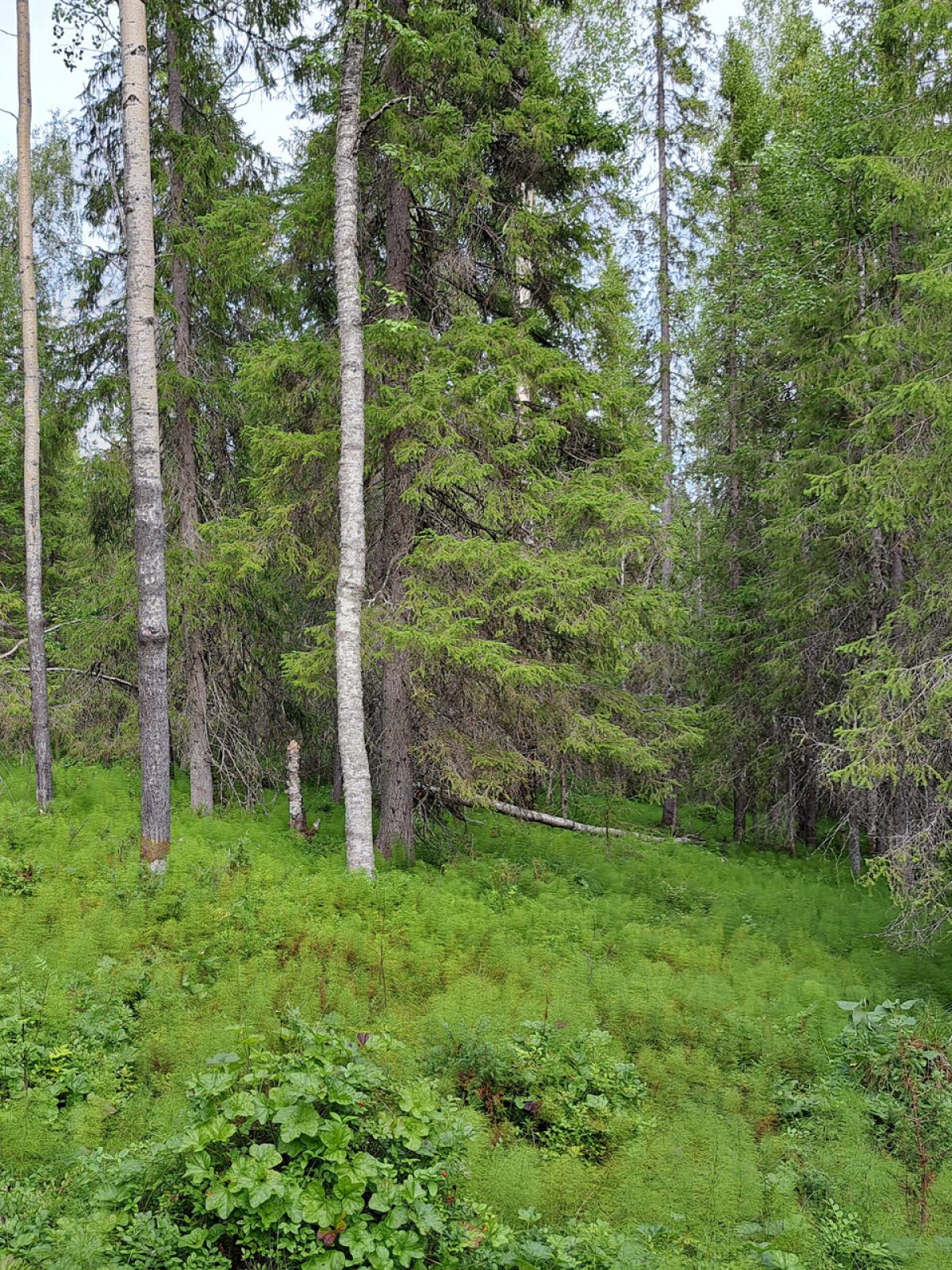 Rovaniemi, Salmenvaara