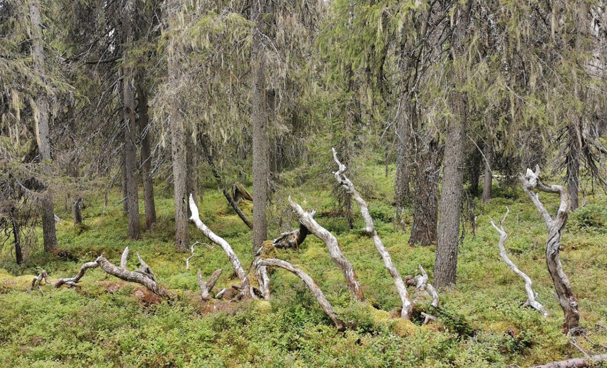 Tervola, Kuorinkikivalo